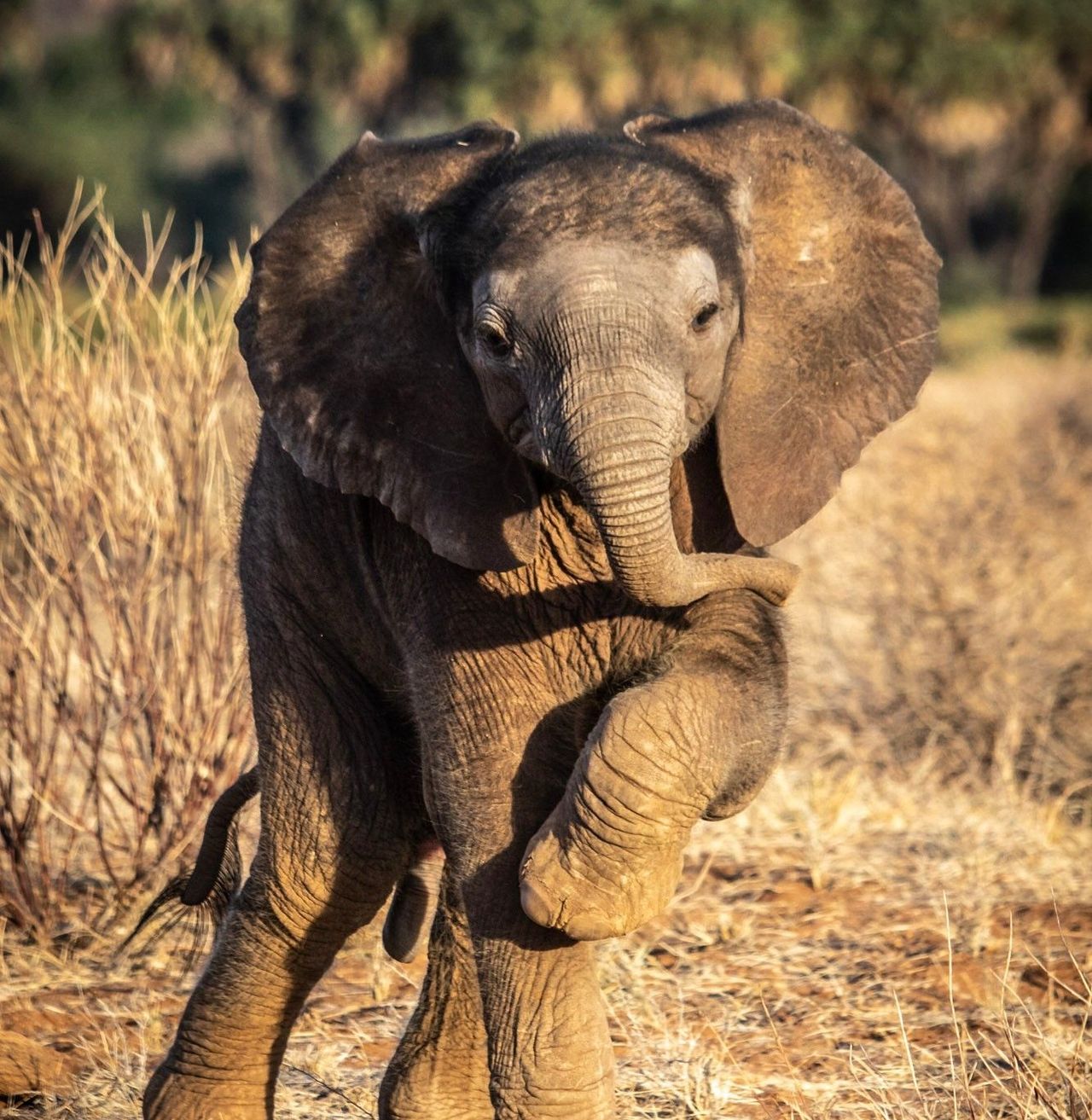 Elephant T-shirts | Official Save the Elephants Store