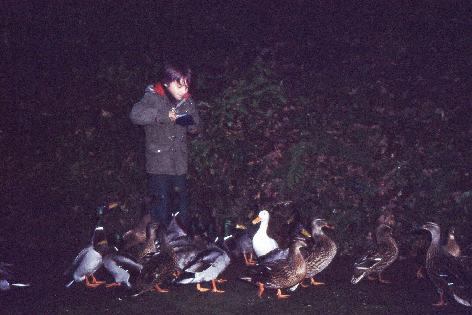 The Mallard - As Seen on TV