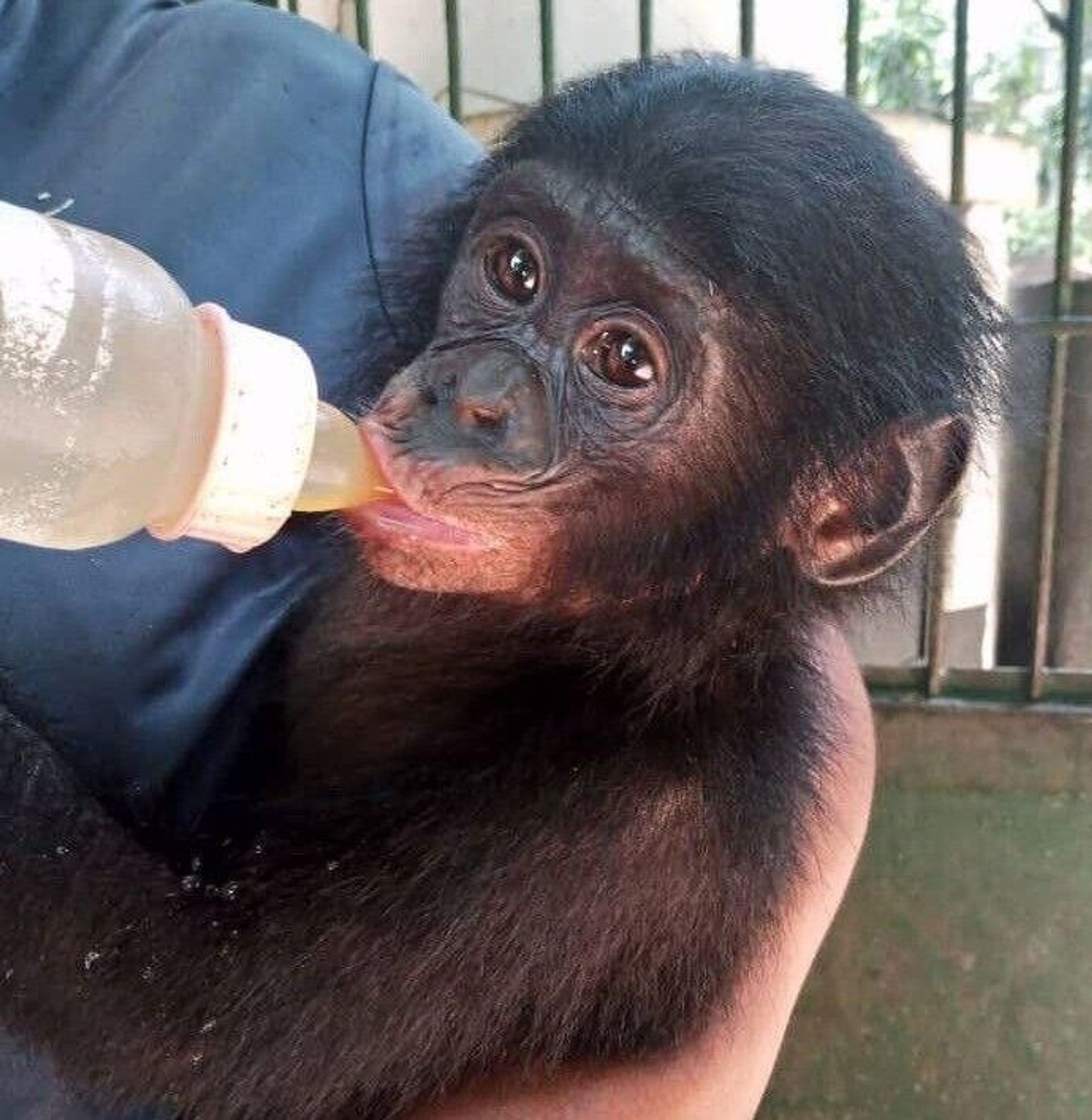 Friends of Bonobos