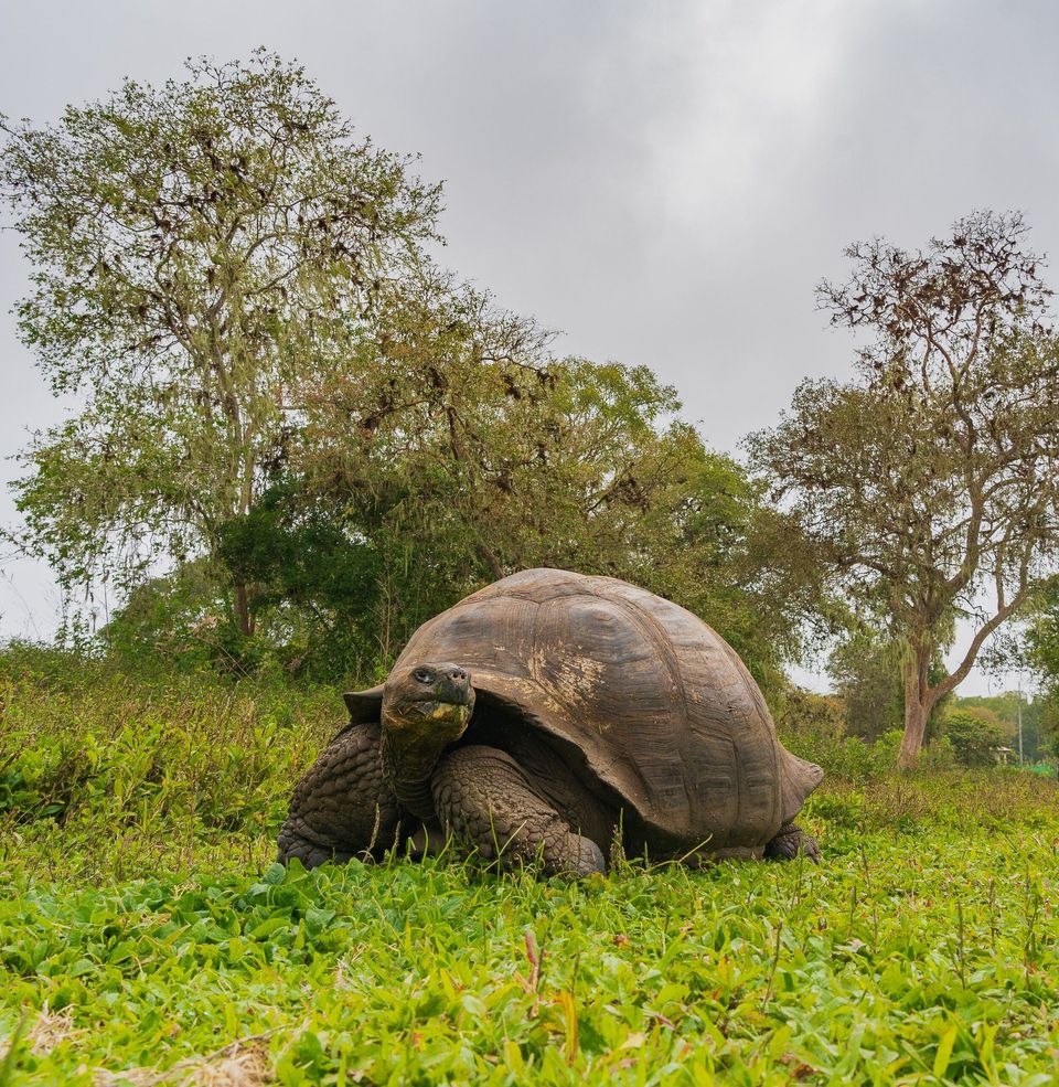 Galapagos Conservation Trust Store
