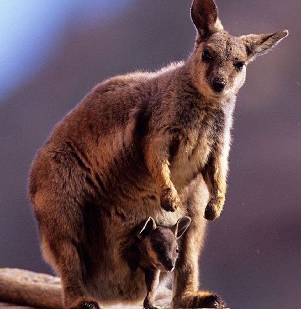 WWF International Store | Wildlife T-shirts