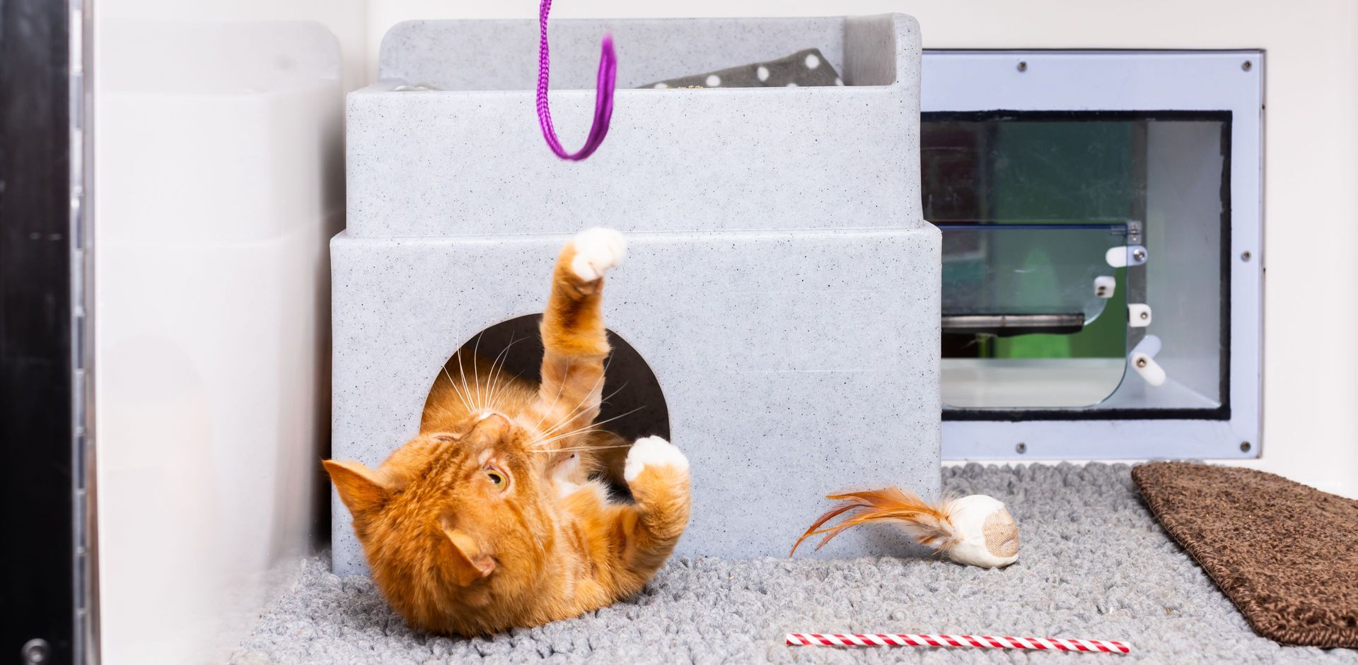 Cat T-shirts | Official Cats Protection Store