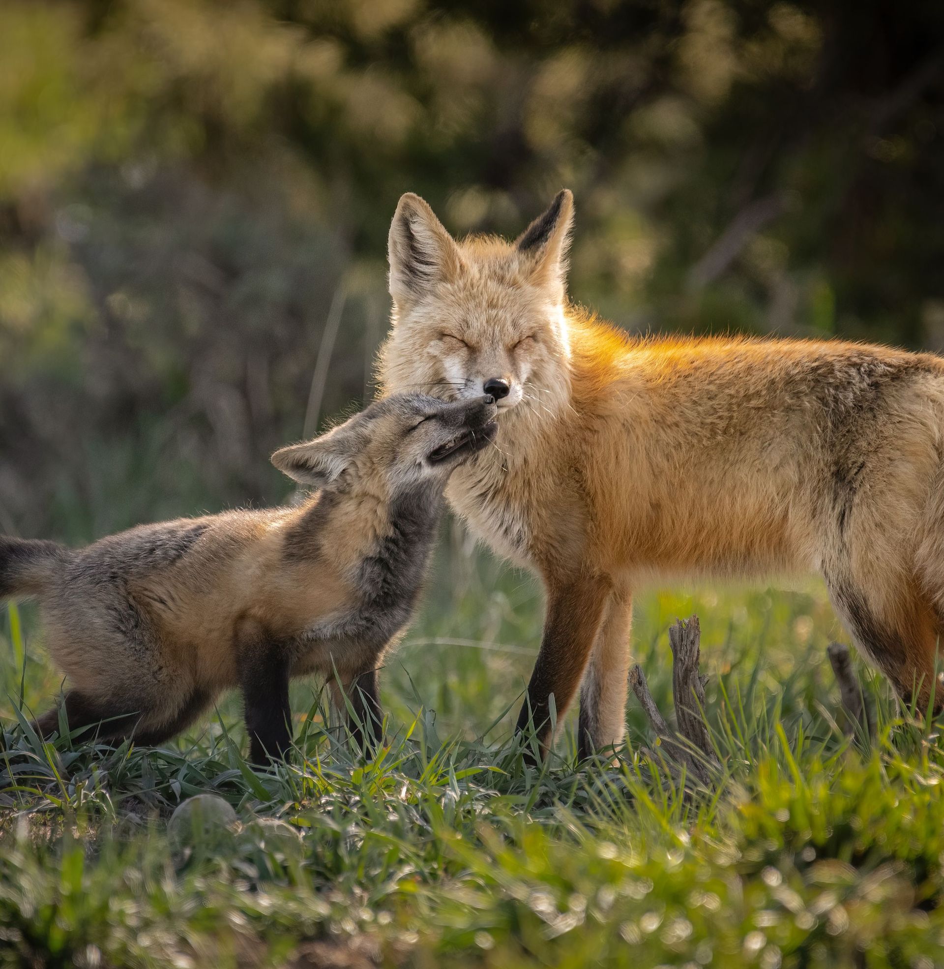 Home [projectcoyote.teemill.com]