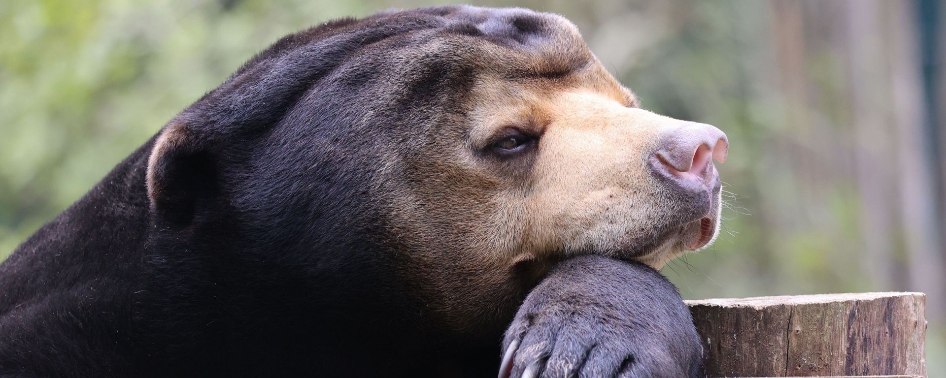 Animals Asia | Bear T-shirts