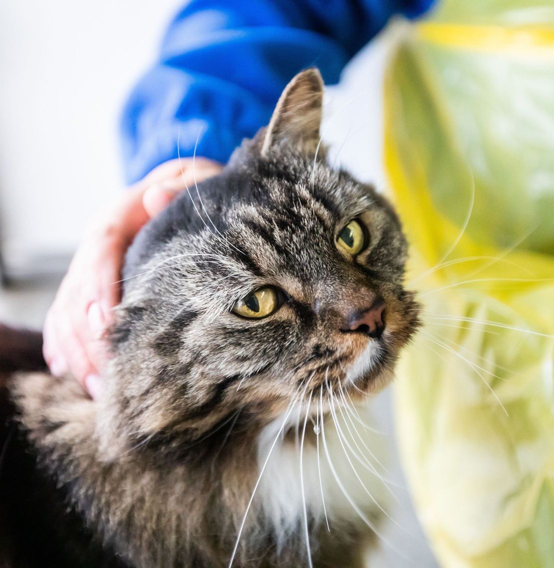Cats Protection Official Store | Cat T-shirts