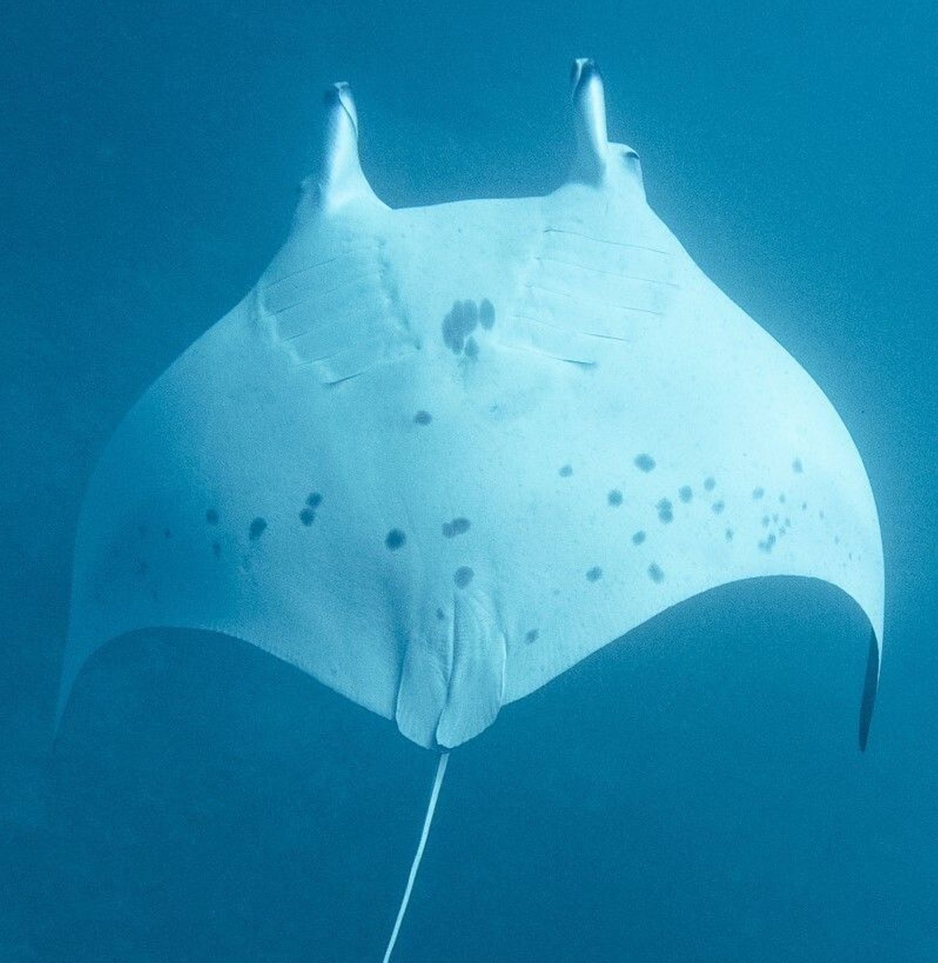 Meet Our Manta Ray Friends!