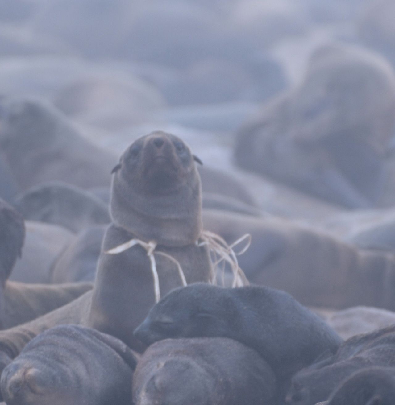 Ocean Conservation Namibia