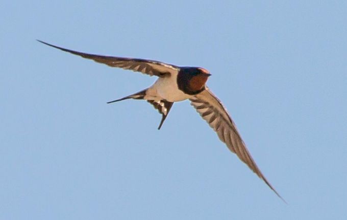 Swallows, Swifts, House Martins and Sand Martins: How to Tell the ...
