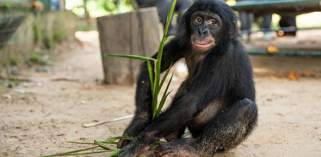 Friends of Bonobos
