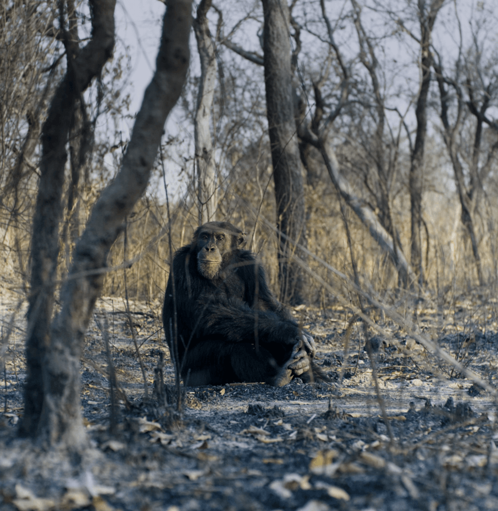 BBC Earth | Wildlife T-shirts
