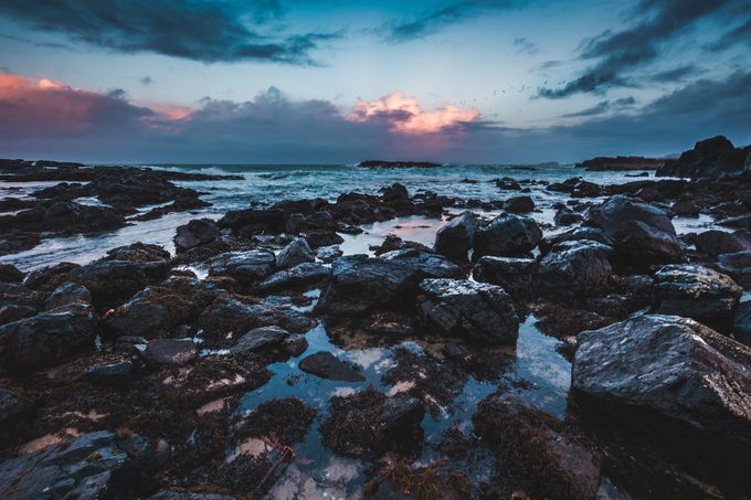 13 species of sea life found in the UK