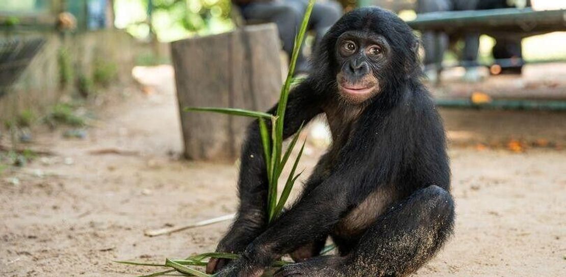 Friends of Bonobos