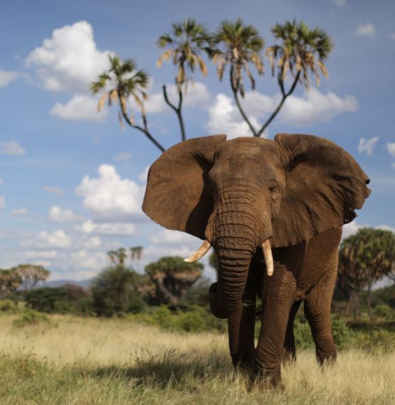 Elephant T-shirts | Official Save the Elephants Store
